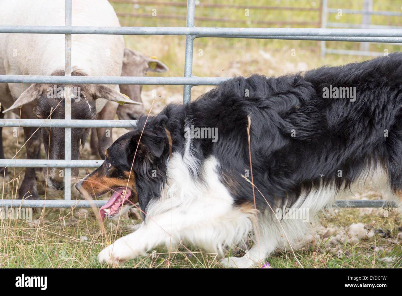 Sheep dog herding sheep hi-res stock photography and images - Alamy