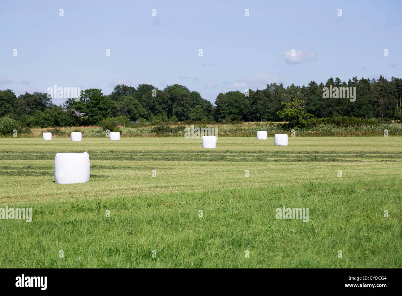 Wrapped Silage in Field with trees behind the field Stock Photo - Alamy