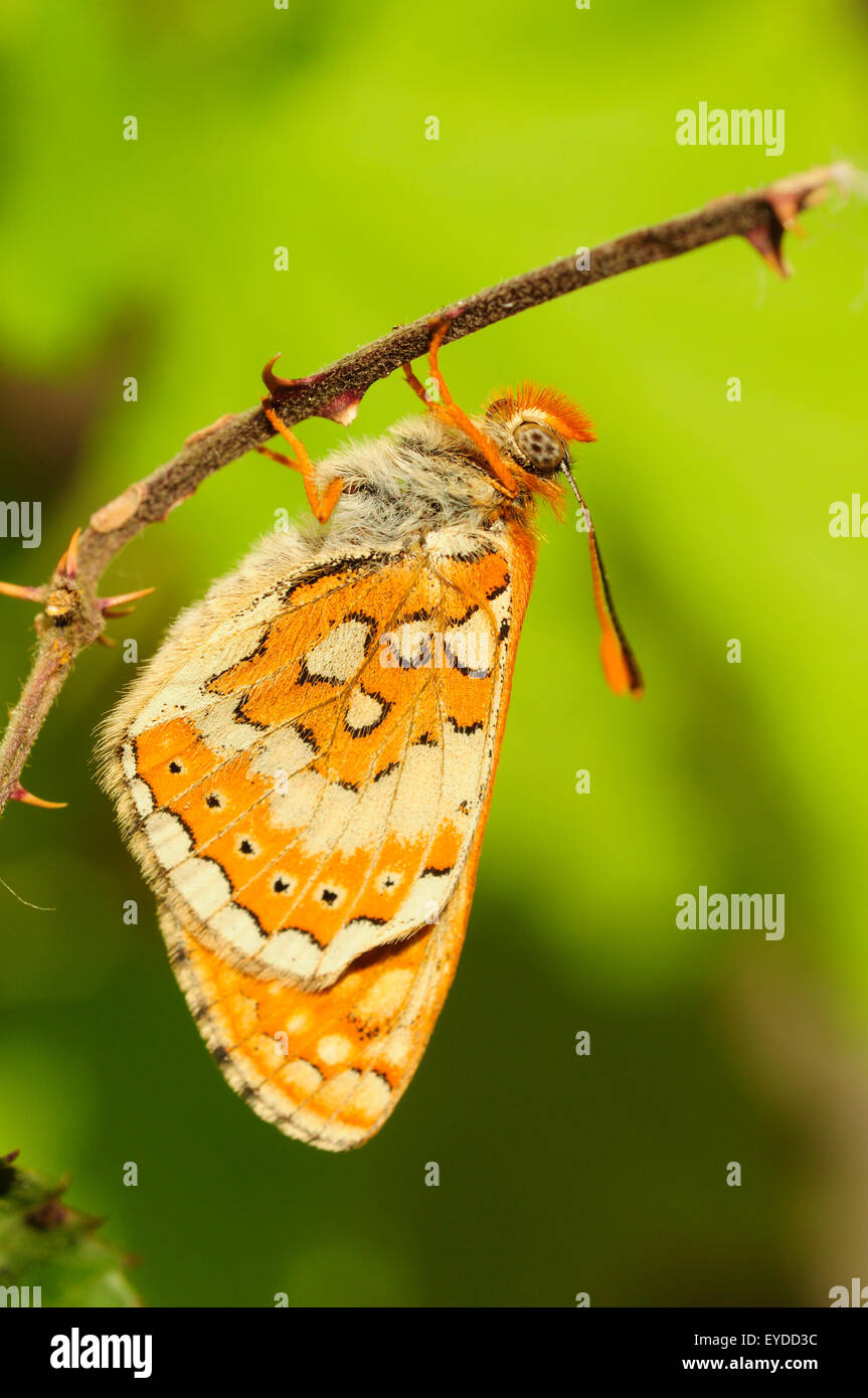 Fritillary butterfly hi-res stock photography and images - Alamy