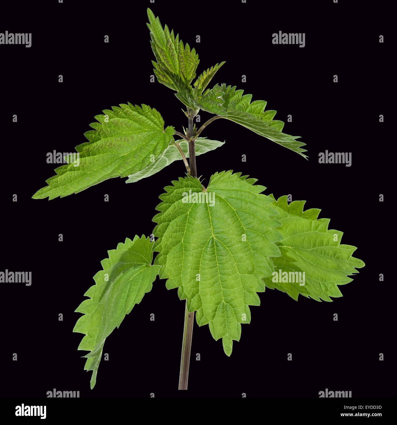 Grosse Brennnessel, Urtica Dioica, Heilpflanzen Stock Photo - Alamy