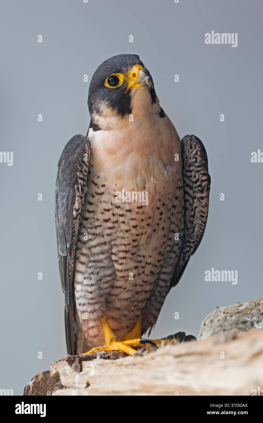 Peregrine Falcon Perched