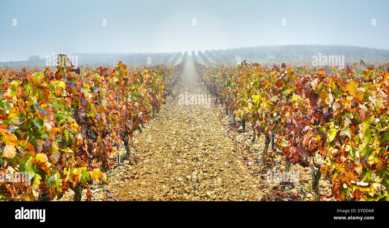 Tourism sightseeing winemaker wine growing hi-res stock photography and ...
