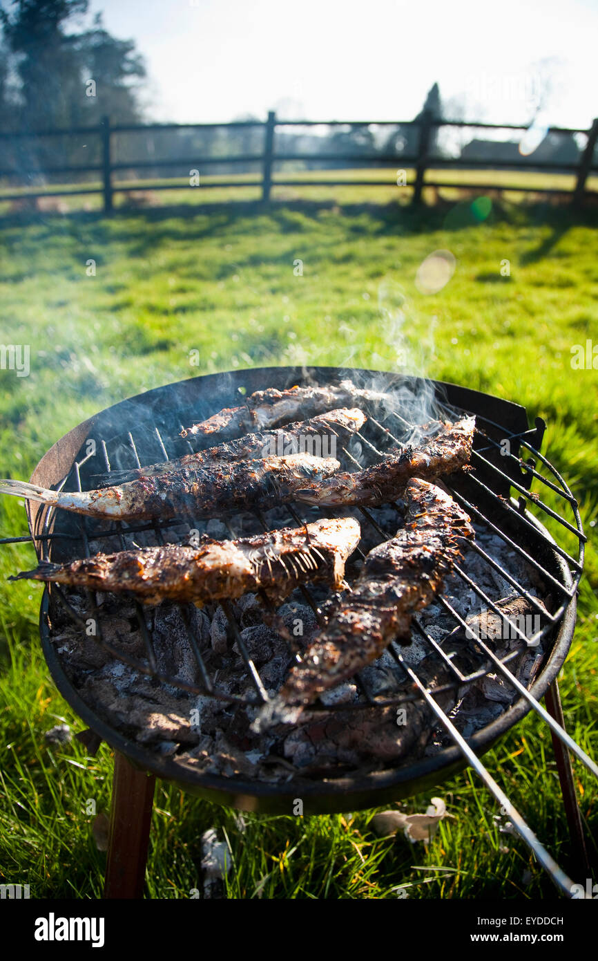 Sardines/ Cornish Pilchards, Barbecue In A Garden Of A Rural Cottage On ...