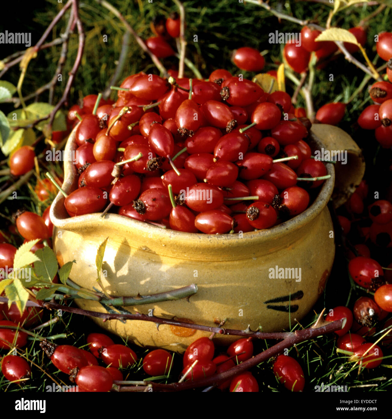 Hagebutte, Frucht, Hundsrose, Rosa canina, Heilpflanzen Stock Photo - Alamy