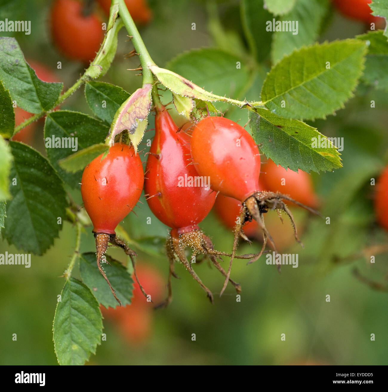 Hagebutten, Hundsrose, Rosa canina, Heilpflanzen Stock Photo - Alamy