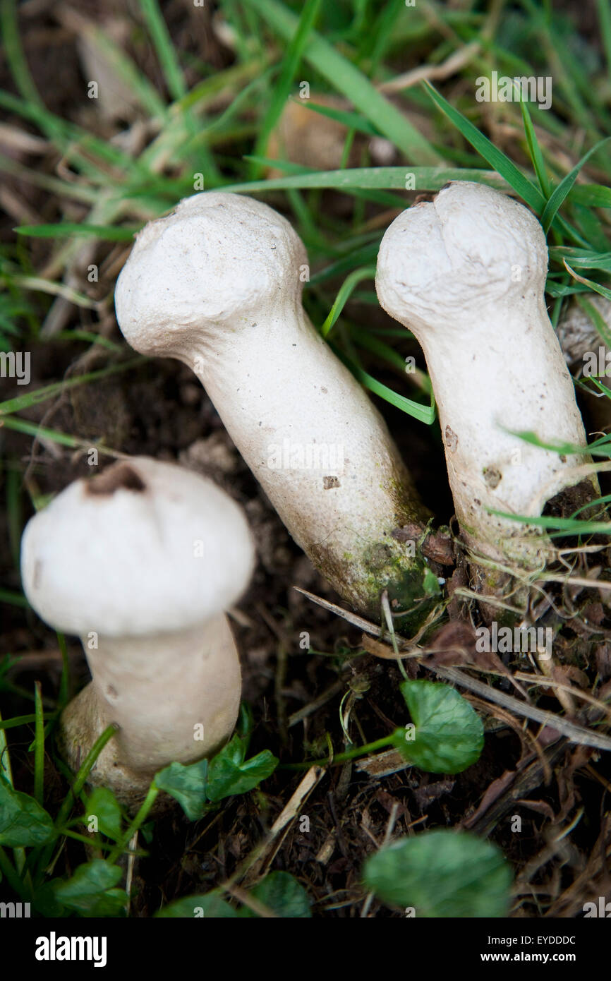 Wild Puffball Mushrooms Growing In Grass Verge Mid Devon, South West ...