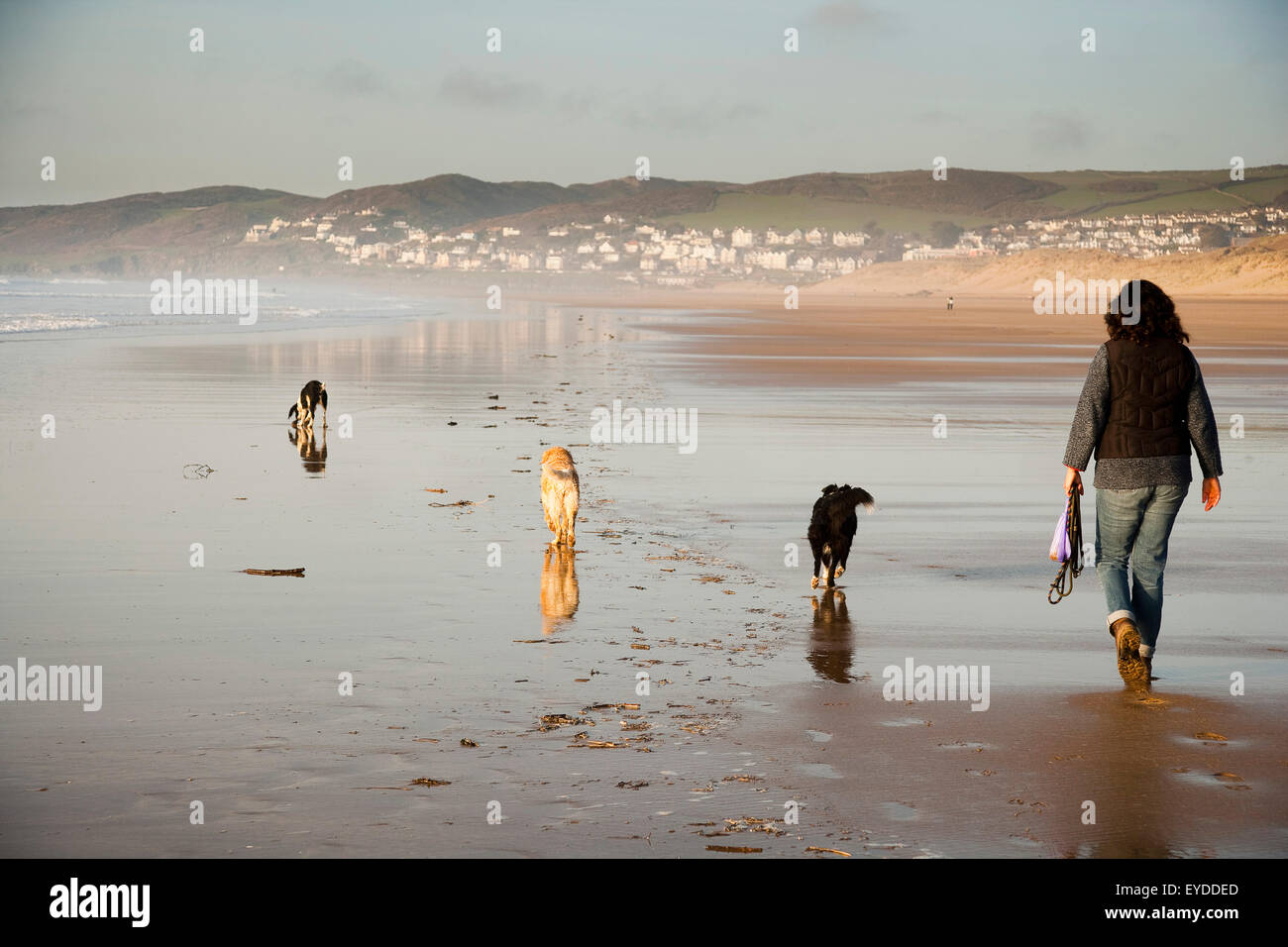 Female Walking Her Dogs On The Beach At Putsborough Sands, North Devon ...