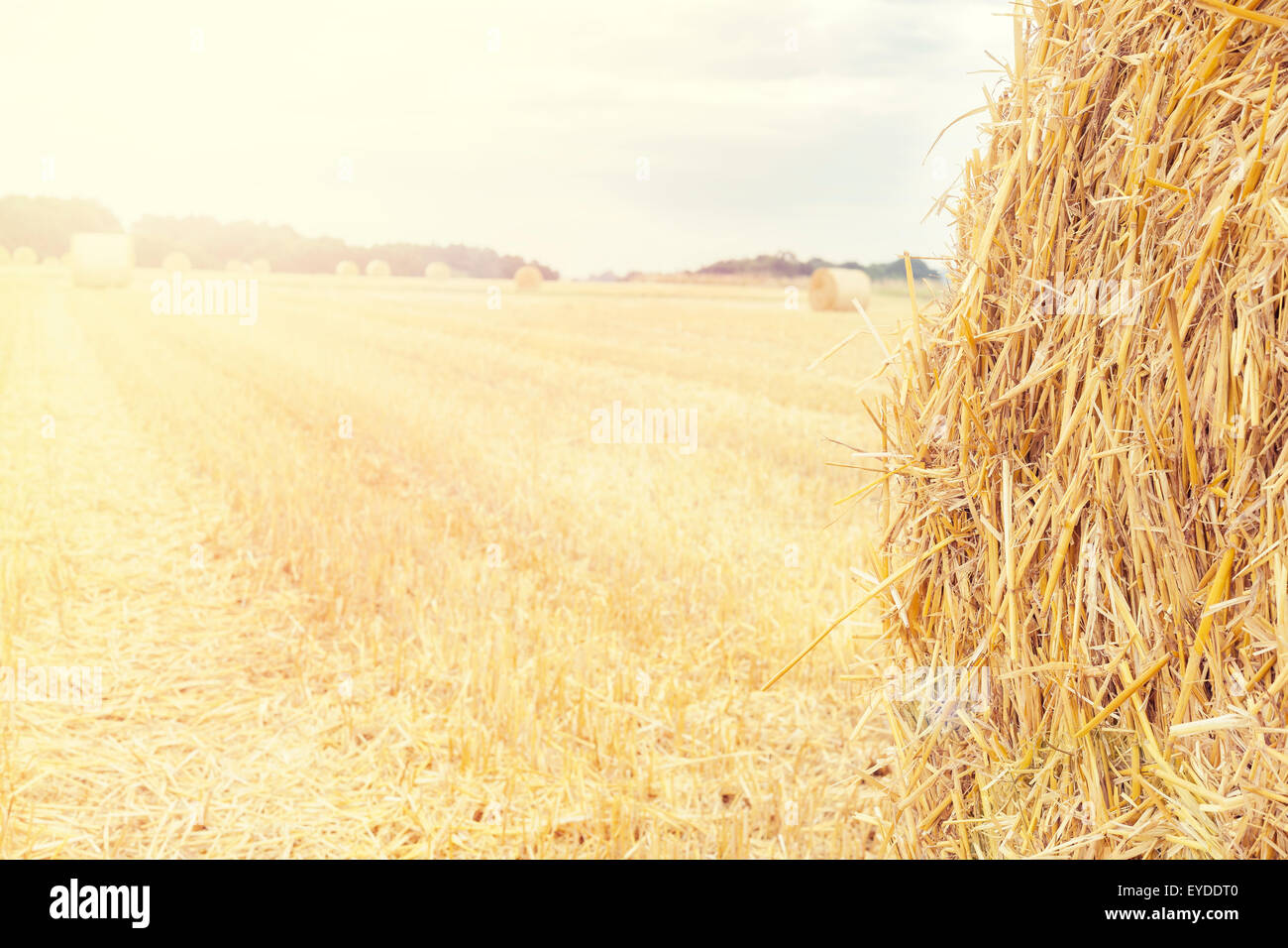 Background made of hay bale on the field, space for text Stock Photo ...