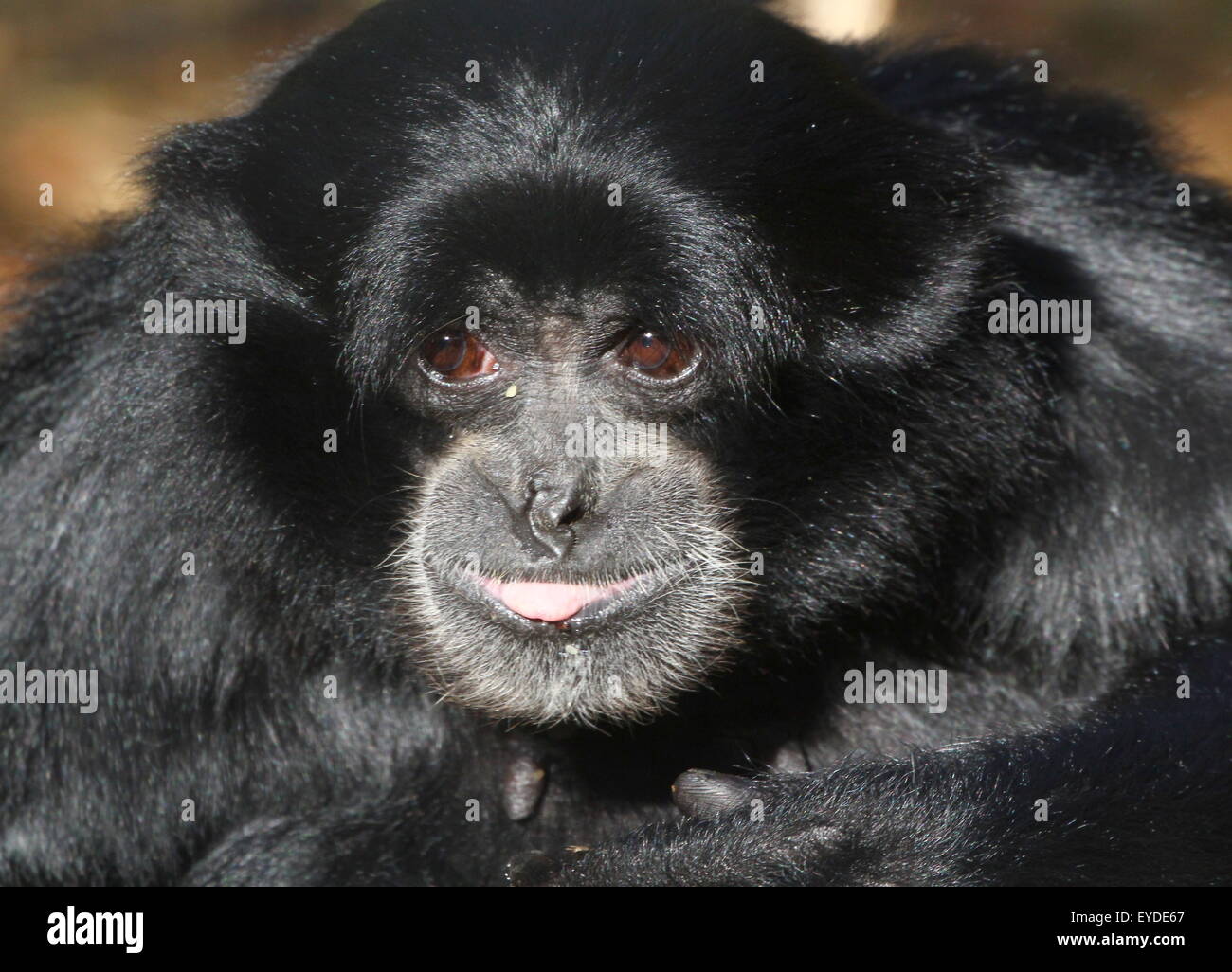 Mature female Southeast Asian Siamang gibbon (Symphalangus syndactylus ...