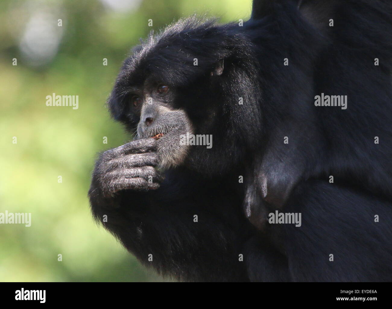 Mature female Southeast Asian Siamang gibbon high up in a tree ...