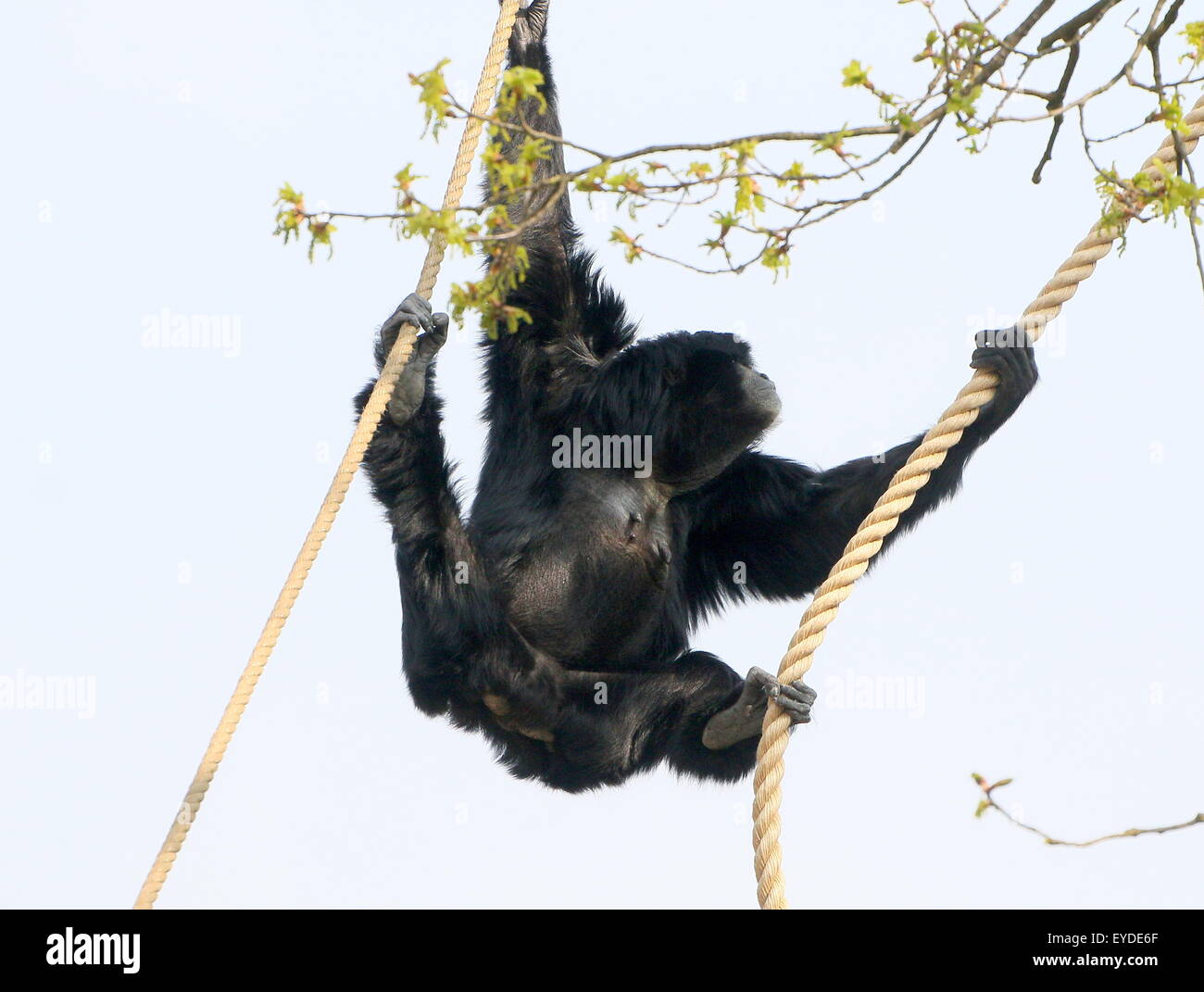 Monkey hang ropes hi-res stock photography and images - Alamy