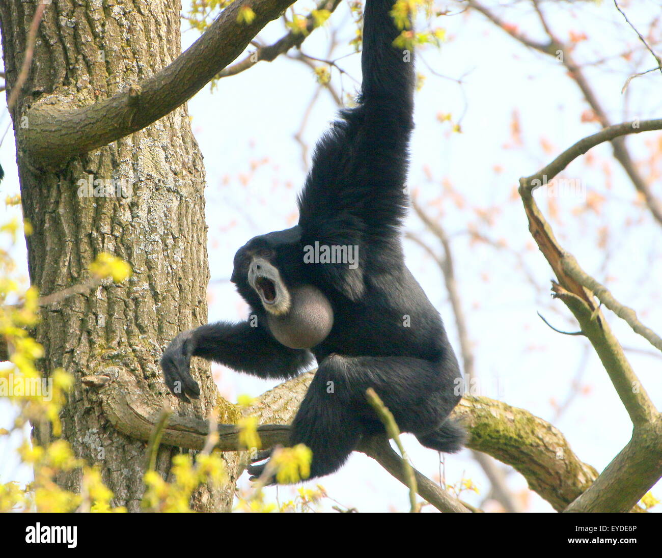 Hollering male Southeast Asian Siamang gibbon high up in a tree ...