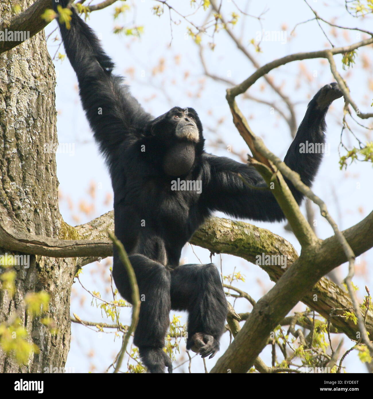 Mature male southeast asian siamang hi-res stock photography and images ...
