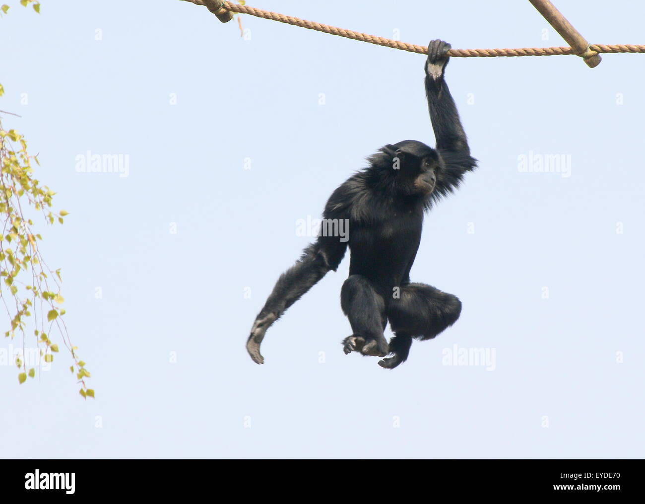 Young gibbon trees hi-res stock photography and images - Alamy