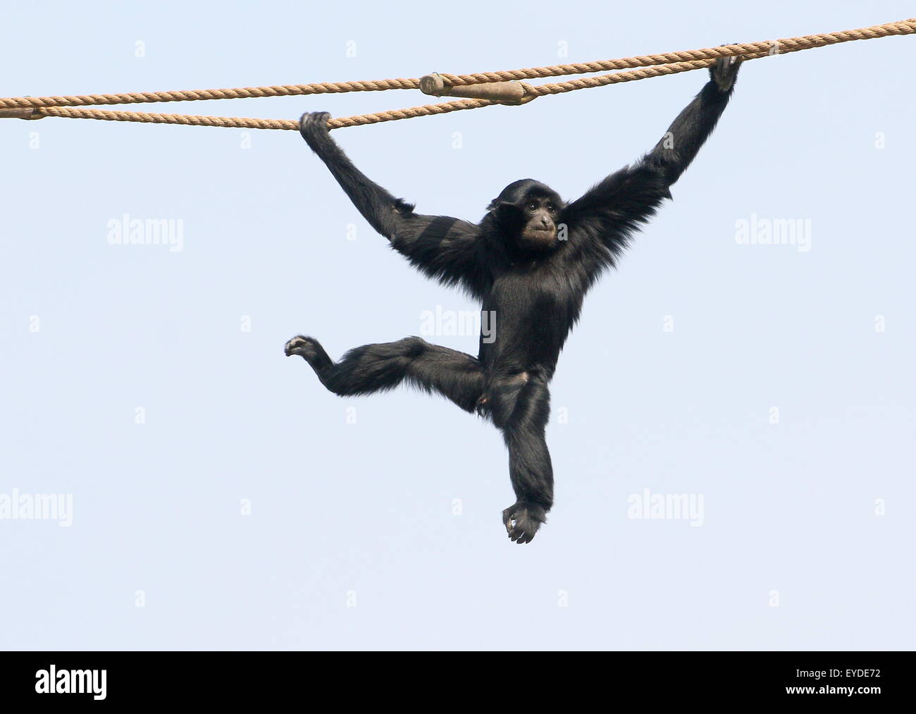 Juvenile Southeast Asian Siamang gibbon (Symphalangus syndactylus ...