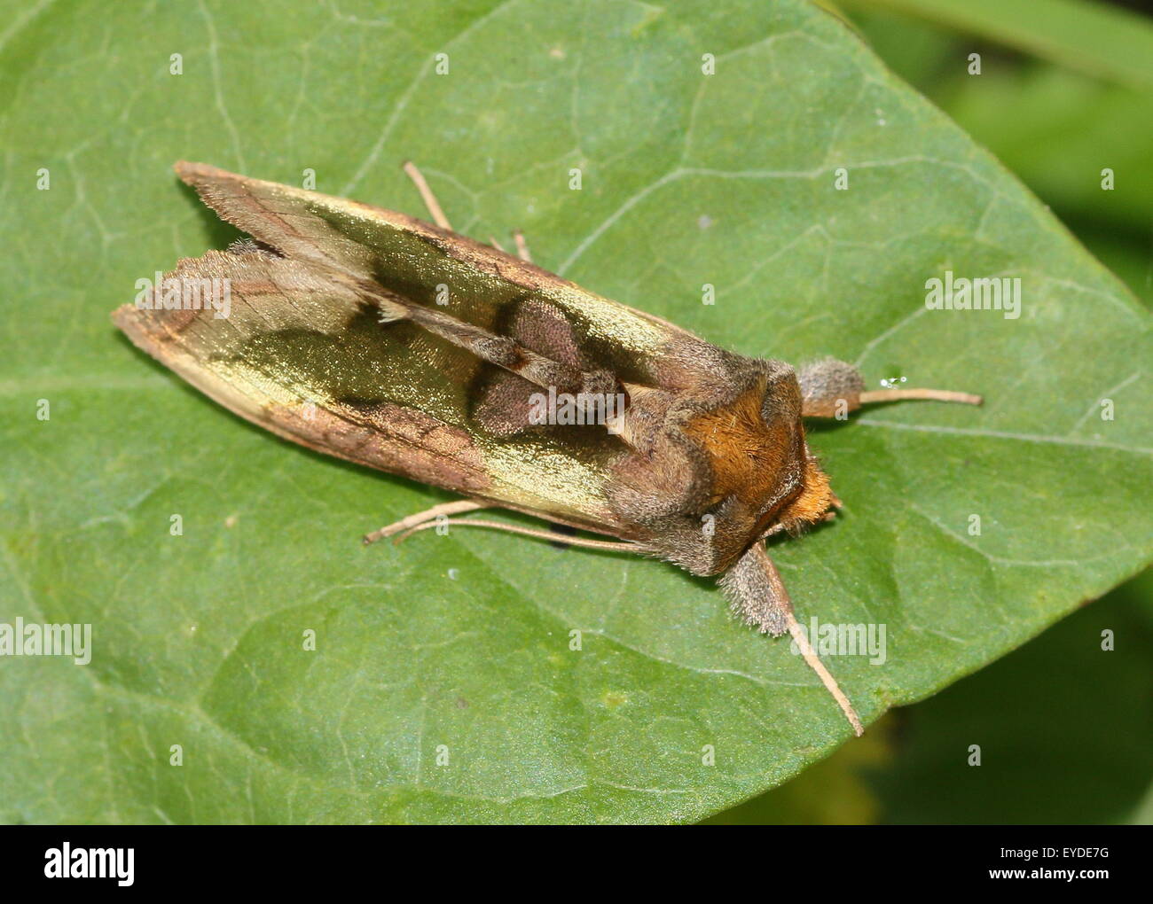 European Burnished Brass Moth (Diachrysia chrysitis), an owlet moth ...