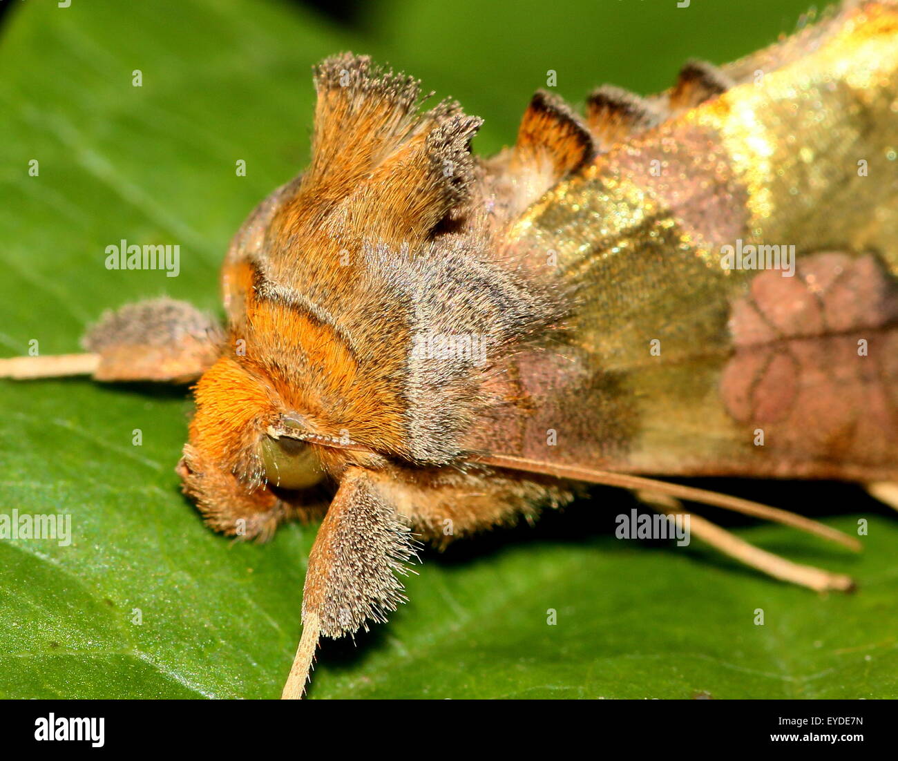 European Burnished Brass Moth (Diachrysia chrysitis), an owlet moth ...