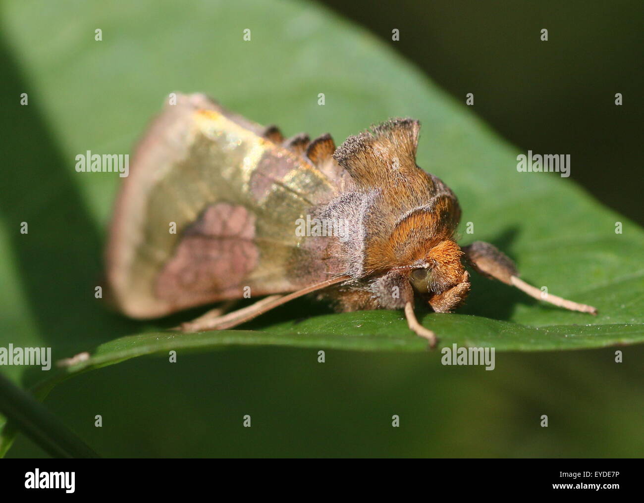 European Burnished Brass Moth (Diachrysia chrysitis), an owlet moth ...
