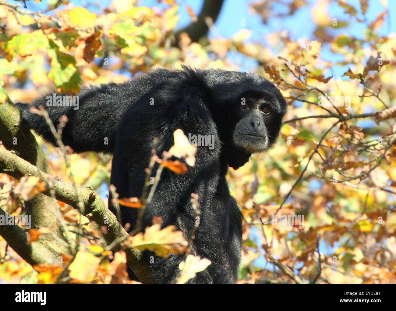 Mature Southeast Asian Siamang gibbon high up in a tree (Symphalangus ...