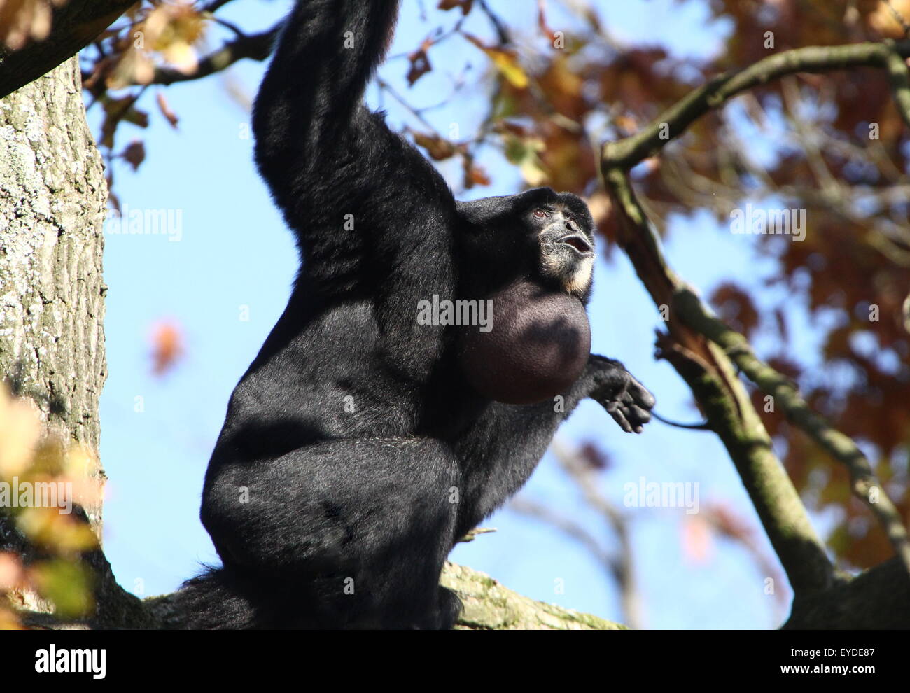 Hollering male Southeast Asian Siamang gibbon high up in a tree ...