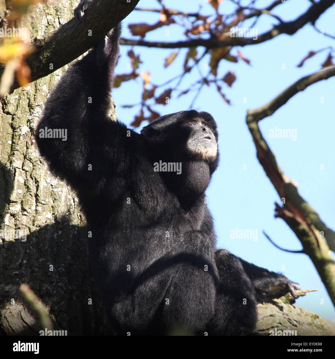 Mature male Southeast Asian Siamang gibbon high up in a tree ...
