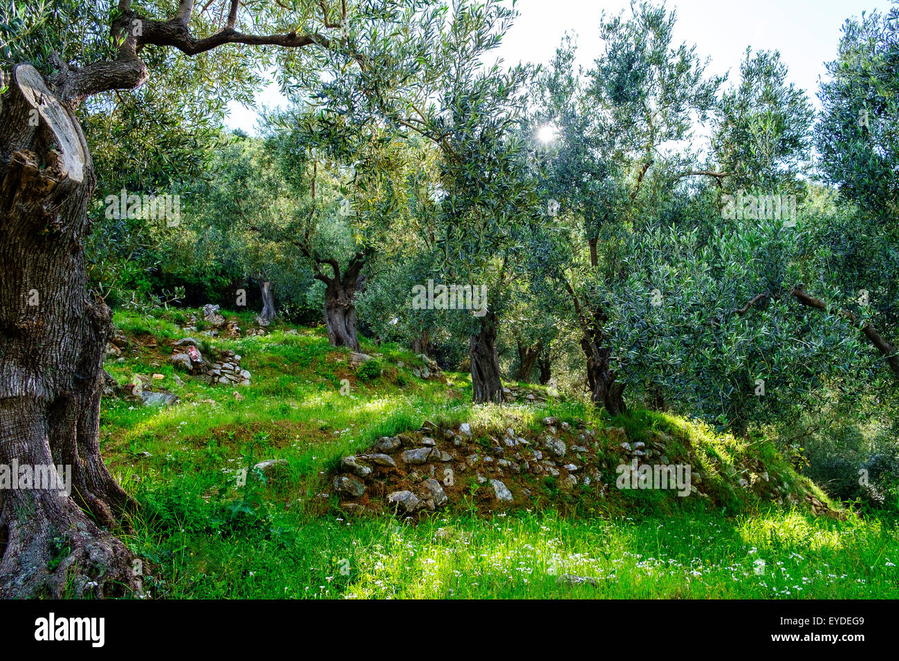 Cultivation grove hi-res stock photography and images - Alamy