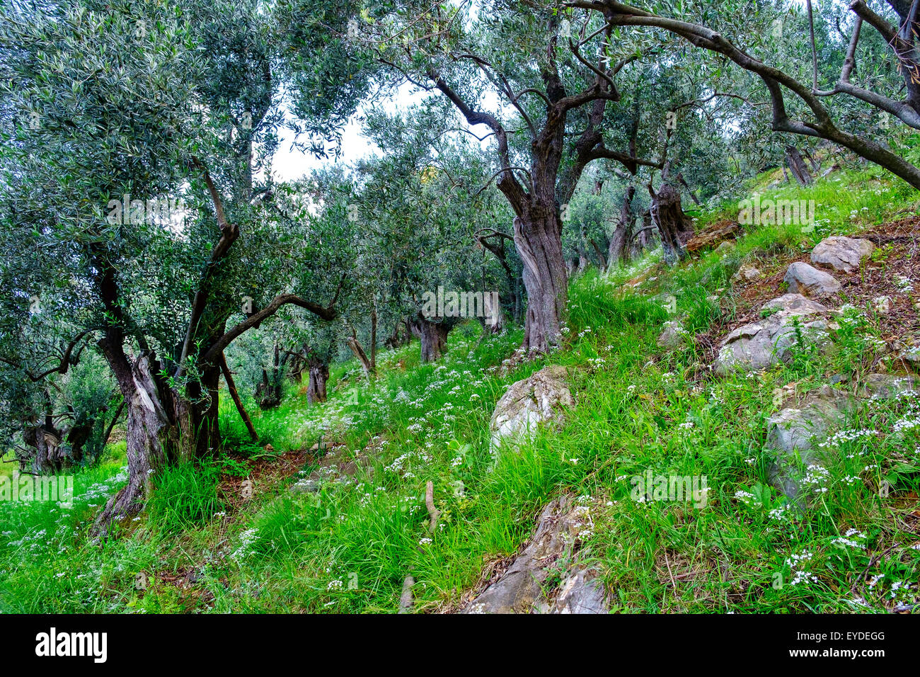Cultivation grove hi-res stock photography and images - Alamy