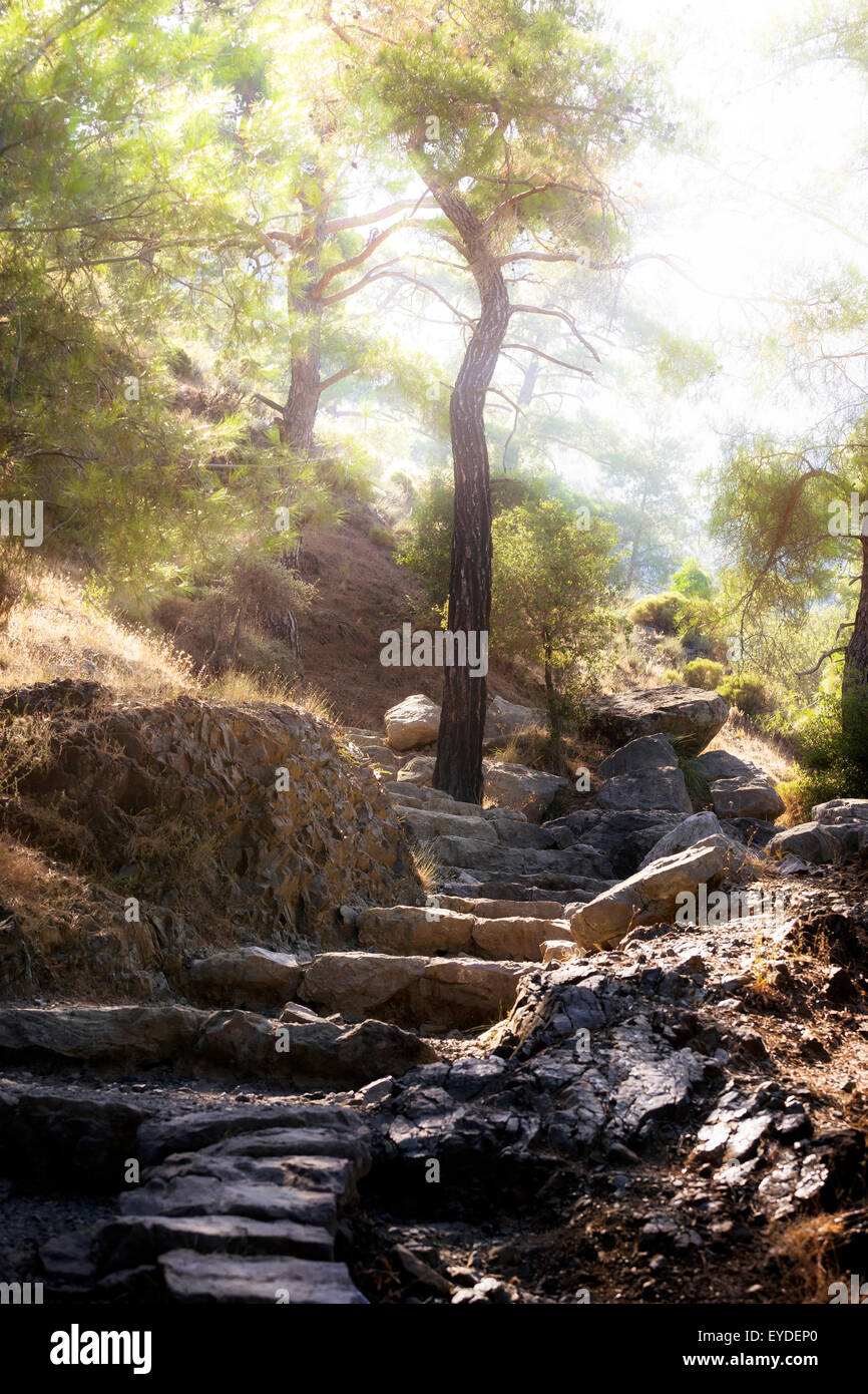 Wood of trees hi-res stock photography and images - Alamy