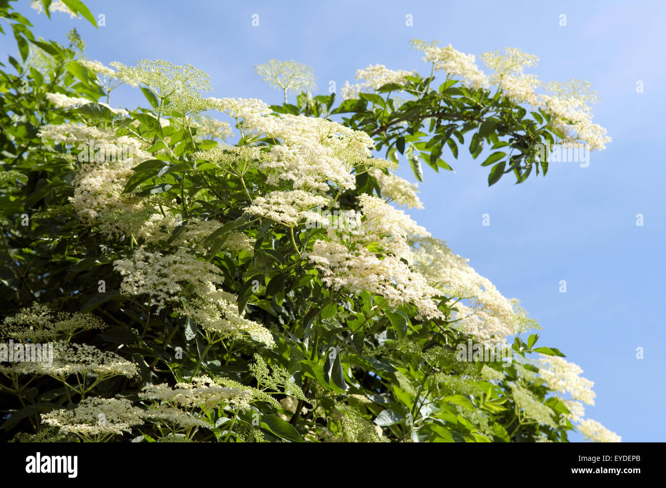 Weisser, Holunder; Haschberg; Holunderbeere; Sambucus, nigra ...