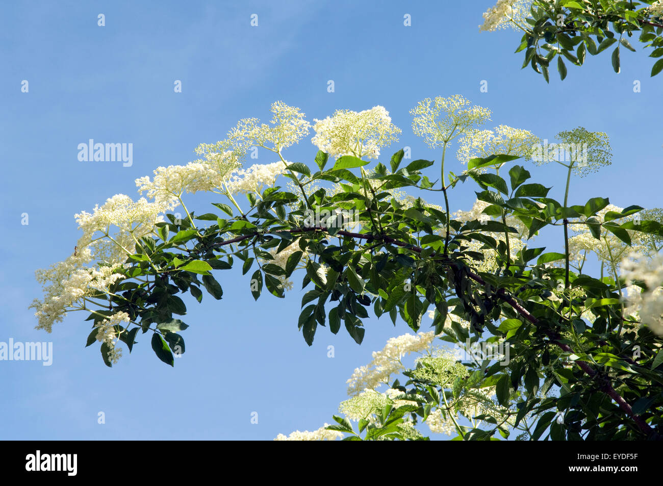 Weisser, Holunder; Haschberg; Holunderbeere; Sambucus, nigra ...