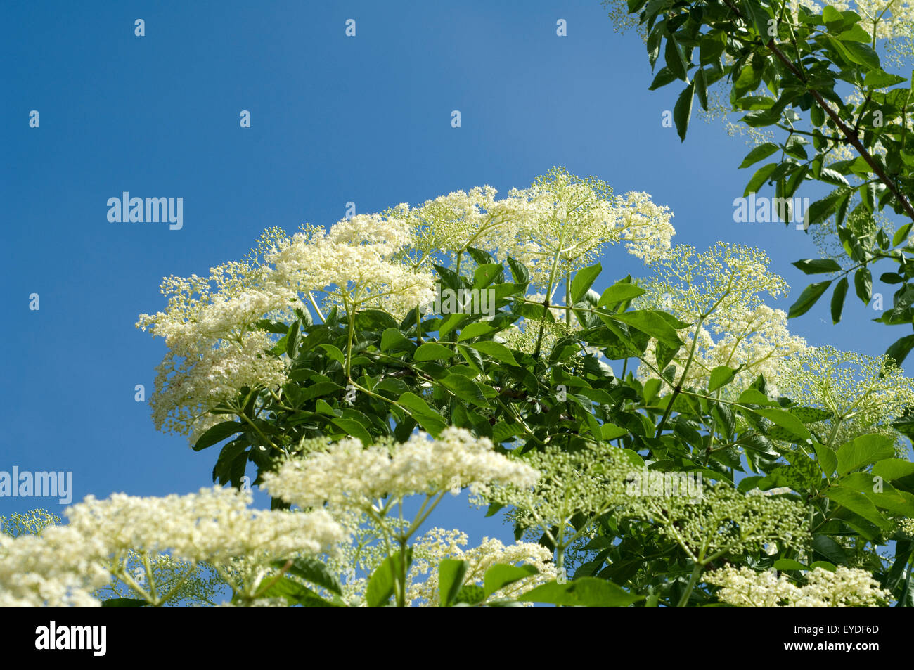 Weisser, Holunder; Haschberg; Holunderbeere; Sambucus, nigra ...