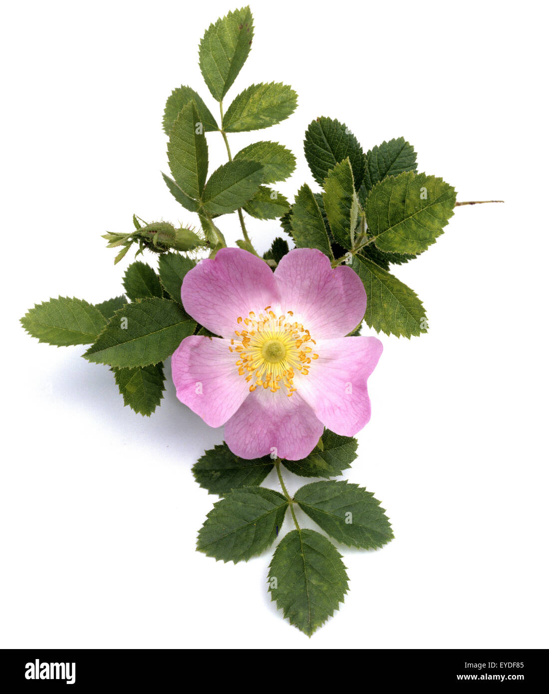 Hundsrose, Heckenrose, Rosa canina Stock Photo - Alamy