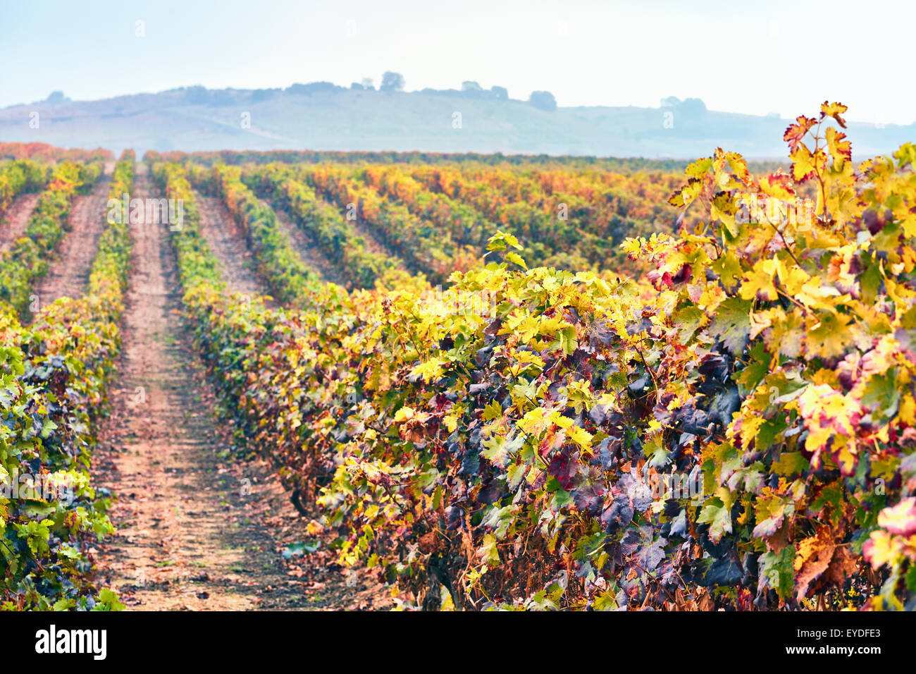 Rows of vines in a vineyard. Rioja alavesa wine route. Alava. Basque ...