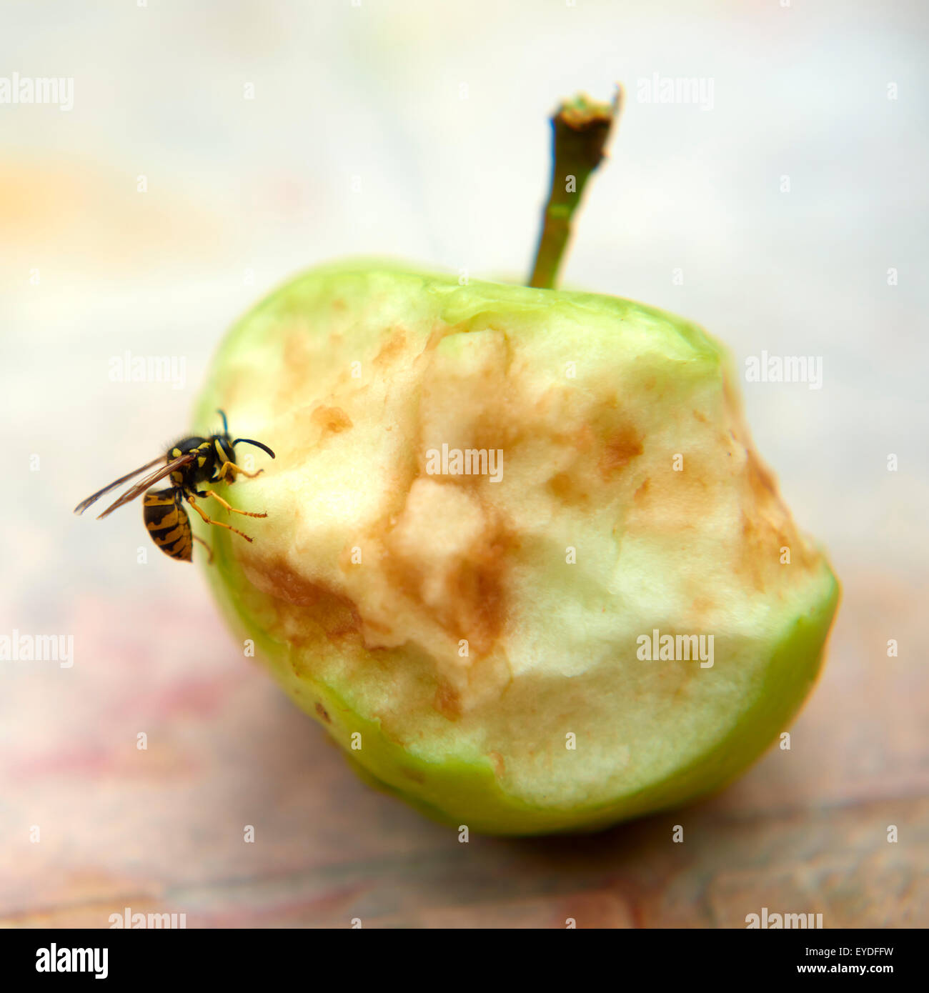 Wasp (Vespula vulgaris) on a damaged apple, danger, summertime, outside ...