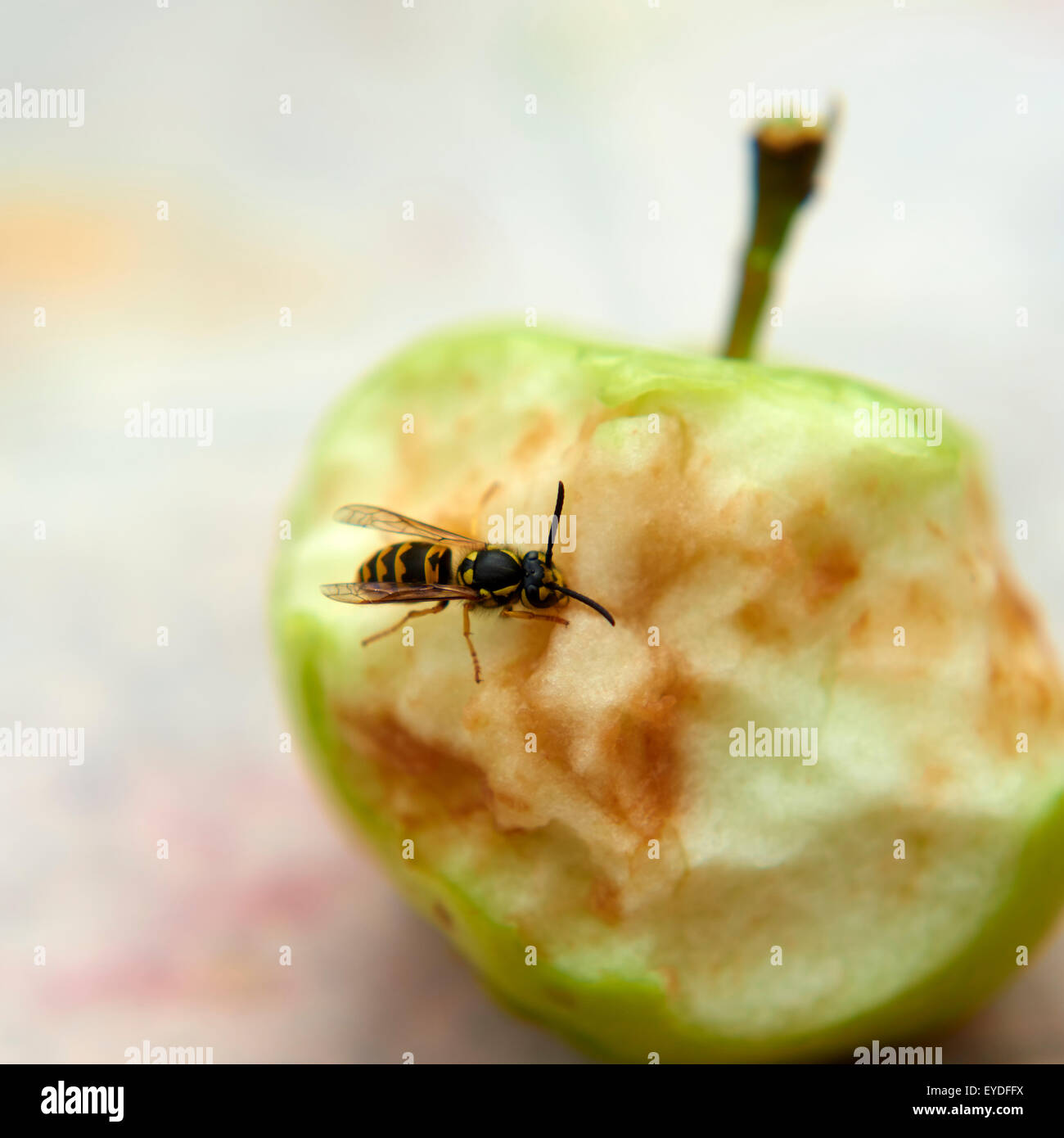 Wasp (Vespula vulgaris) on a damaged apple, danger, summertime, outside ...