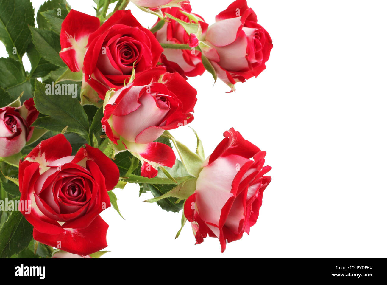 Bouquet of small red roses isolated on white background Stock Photo - Alamy