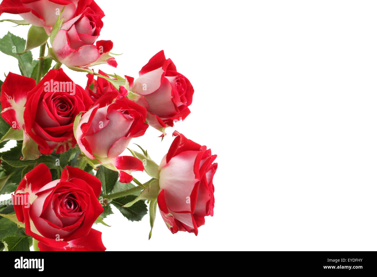 Bouquet of small red roses isolated on white background Stock Photo - Alamy
