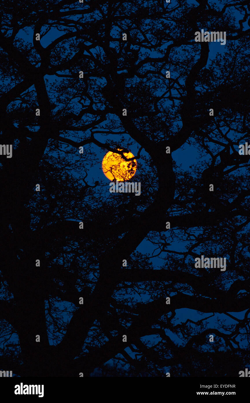 Moon Rising Behind Old Oak Tree, Petersfield, Hampshire, Uk Stock Photo ...