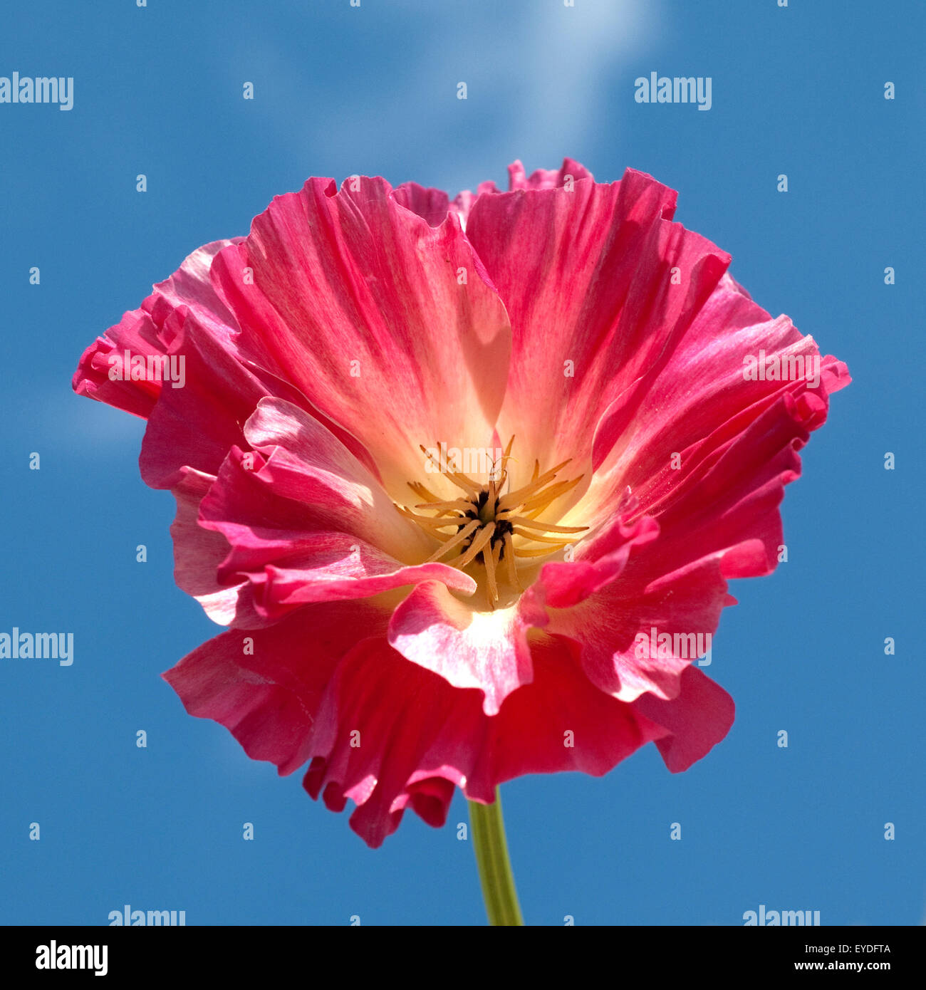 Kappen mohn hi-res stock photography and images - Alamy