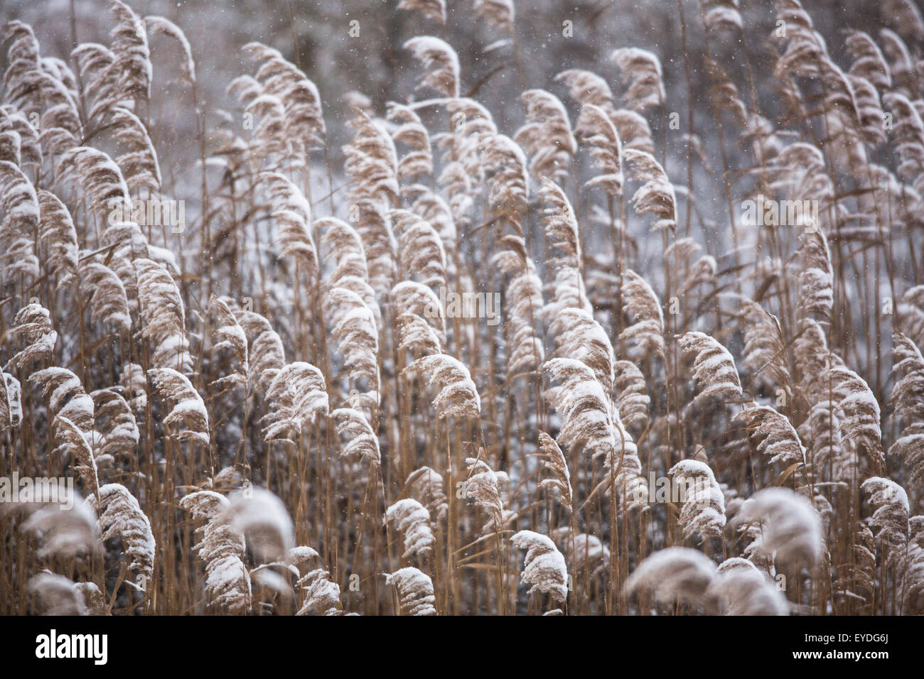 Reed plants hi-res stock photography and images - Alamy