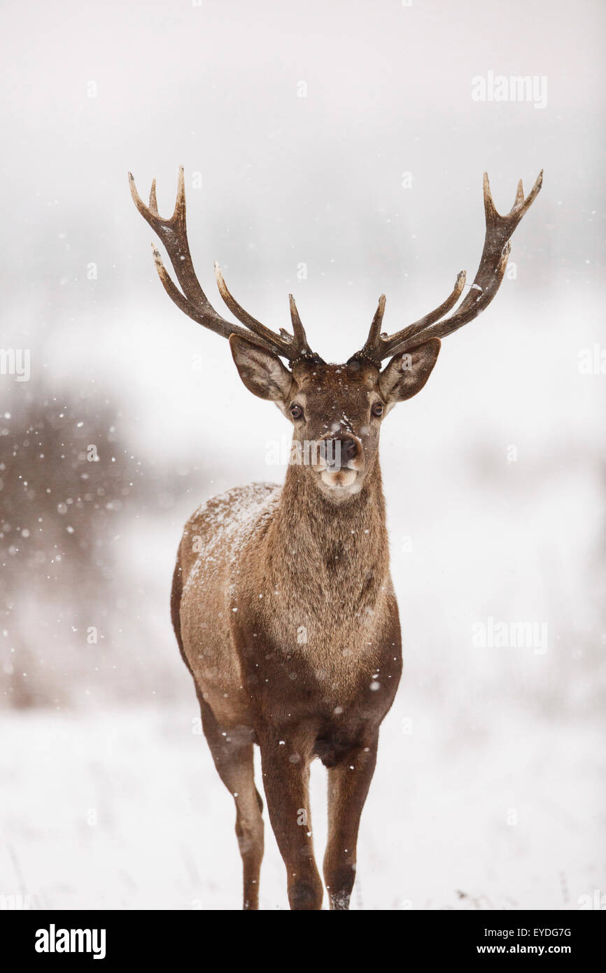 Portrait of red deer stag Stock Photo - Alamy