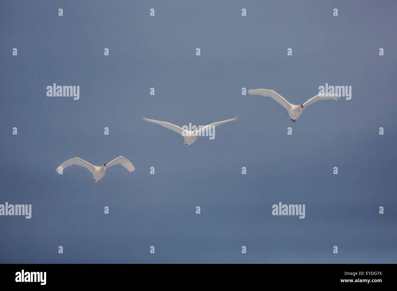 People and three swans hi-res stock photography and images - Alamy