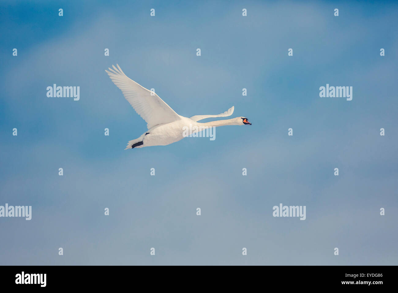 Swan flying against blue sky Stock Photo - Alamy