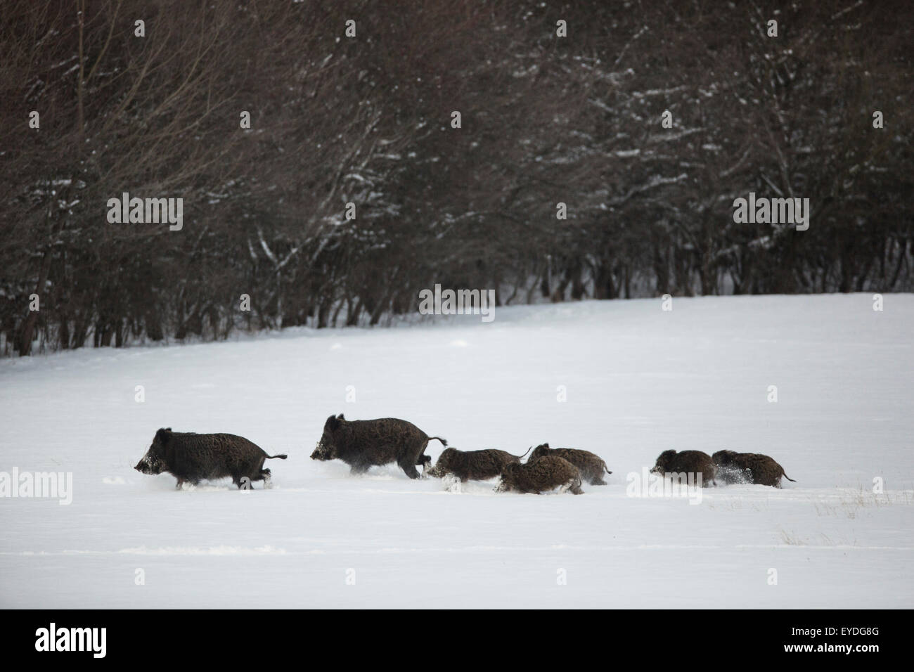 Boar in motion hi-res stock photography and images - Alamy