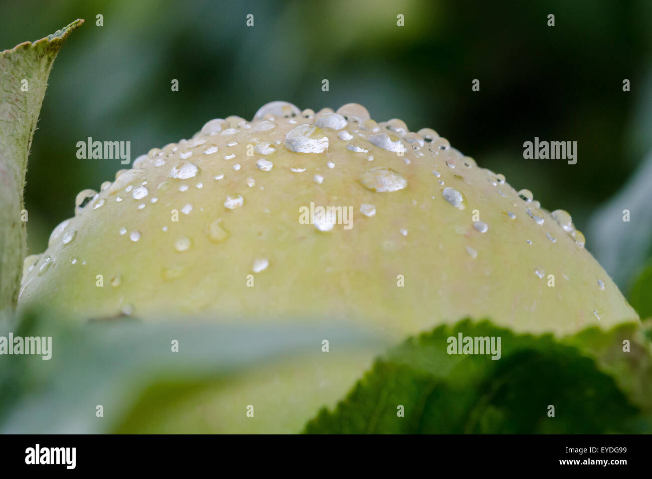 Wet Green Apples Stock Photo - Alamy