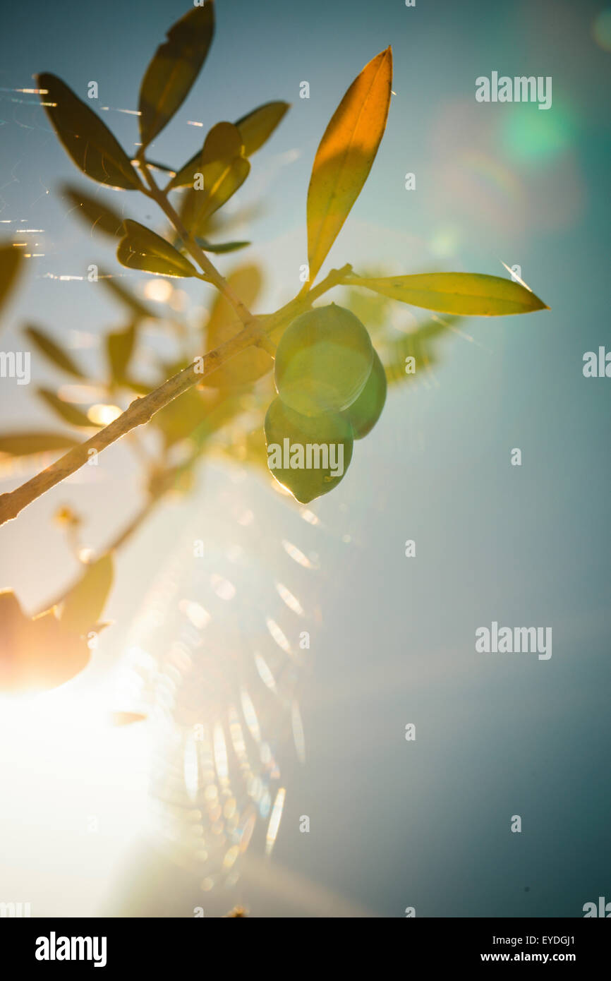 Tree lit up against the light hi-res stock photography and images - Alamy