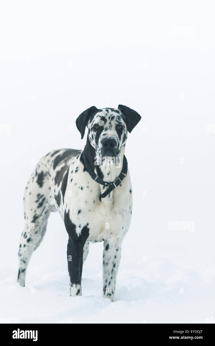 Great Dane, Domestic Animals, Pets, Curiosity, Snow, Animal Behavior ...