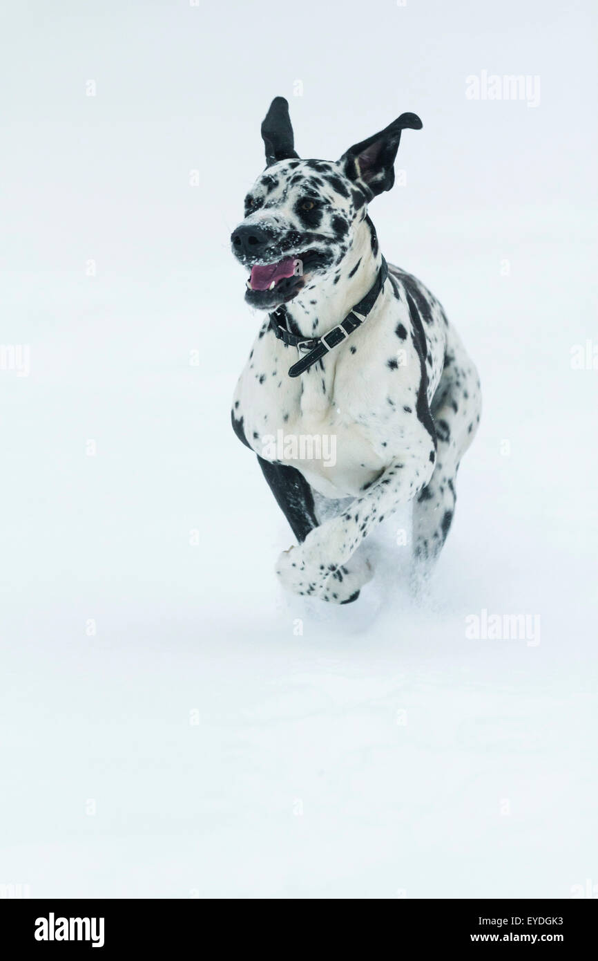 Great Dane, Domestic Animals, Pets, Running, Snow, Animal Behavior ...