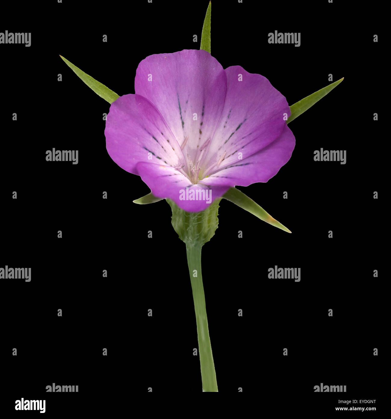 Kornrade; Agrostemma, githago Stock Photo - Alamy