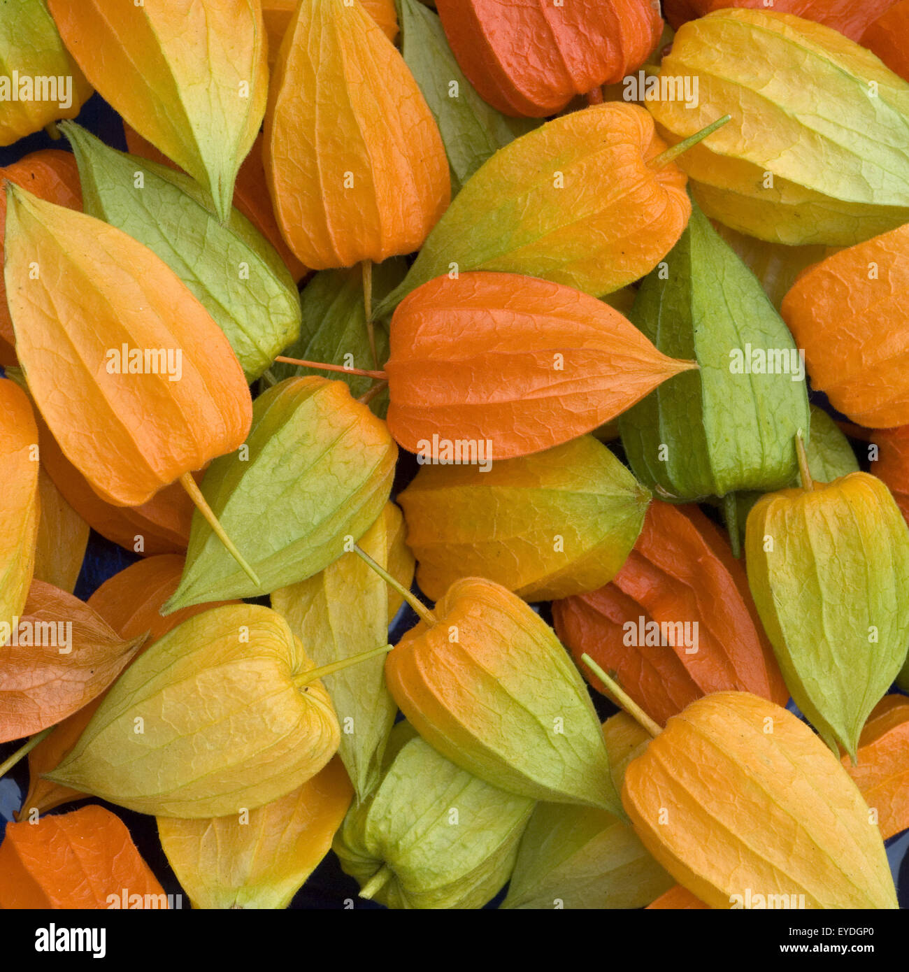 Lampionblume, Physalis alkekengii Stock Photo - Alamy